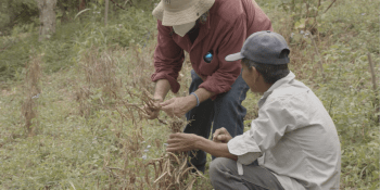Charting the agricultural land of South America