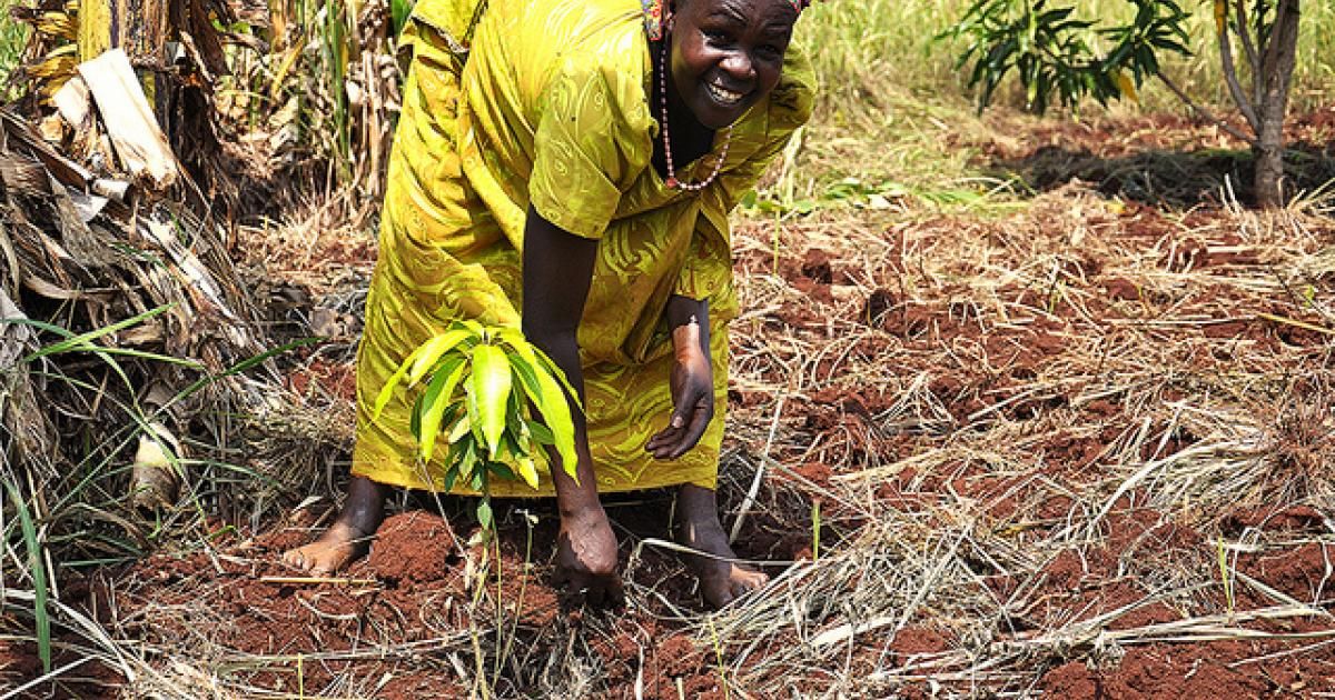 Intercropping mango trees benefits farmers in the Albertine Rift