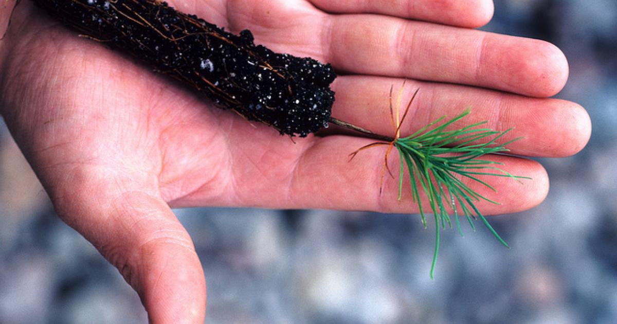 How will your forest grow? Climate Analogues provides clues for pine ...