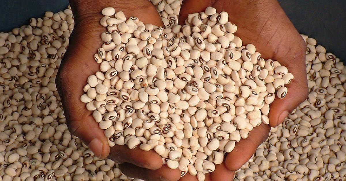 Advancing cowpea productivity in West Africa