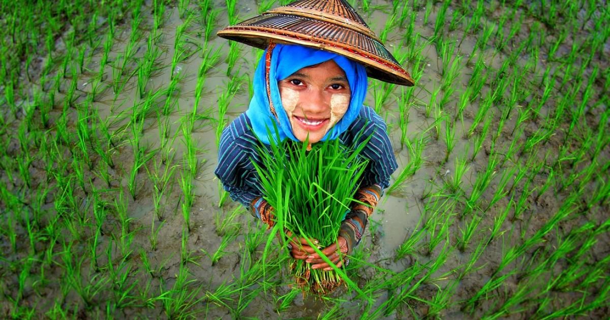 Myanmar’s climate-smart agriculture strategy: a roadmap to resilience ...