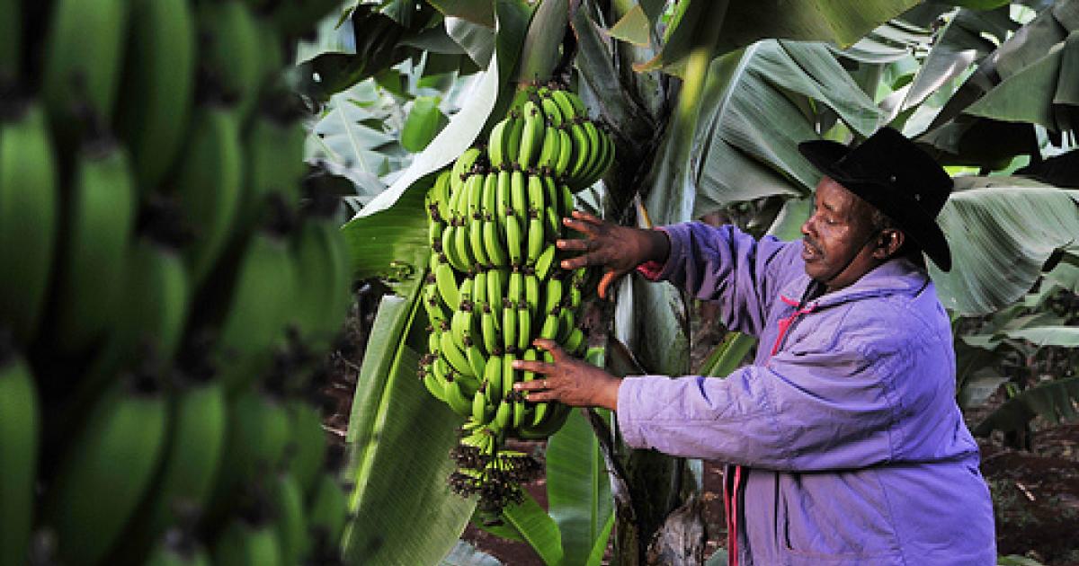 Banana boom and bust as climate changes